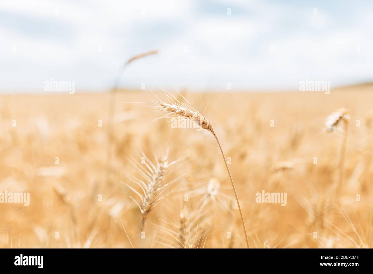 Wheat field, landscape view, many hectares of land with wheat Stock ...