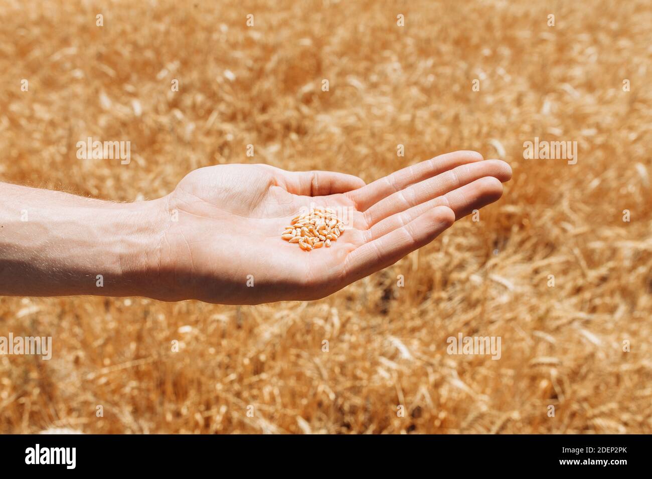 Pouring wheat seeds from hi-res stock photography and images - Alamy