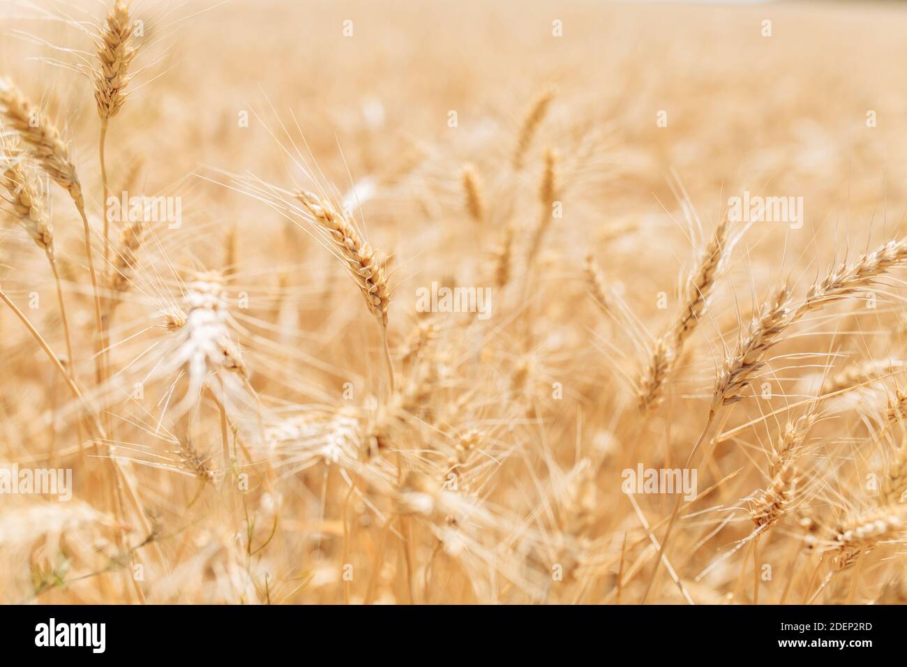 Hectares bread hi-res stock photography and images - Alamy