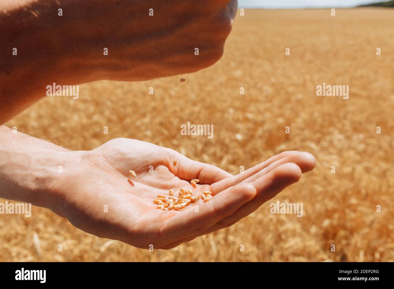 Pouring wheat seeds from hi-res stock photography and images - Alamy