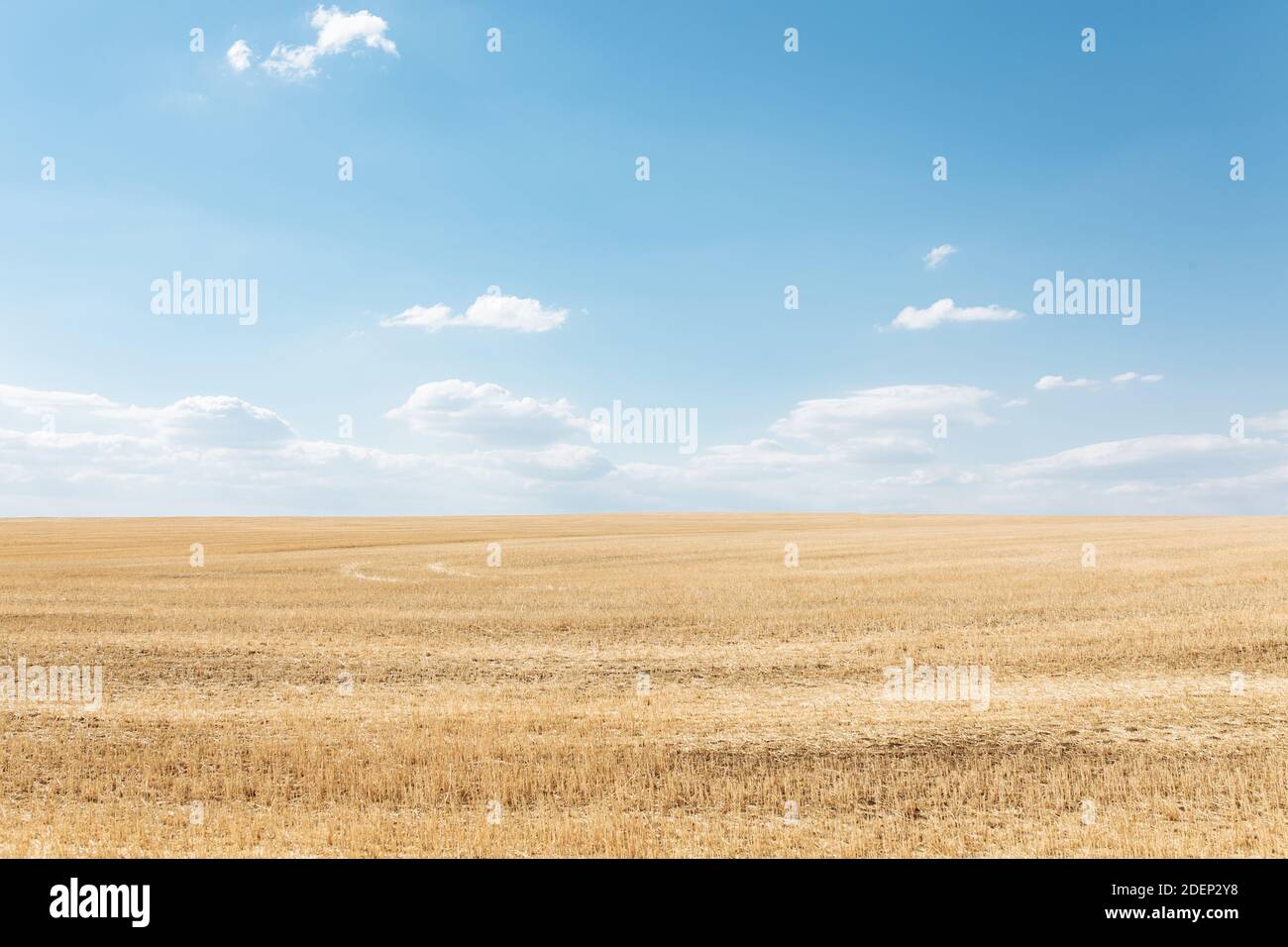 Wheat field, landscape view, many hectares of land with wheat Stock ...