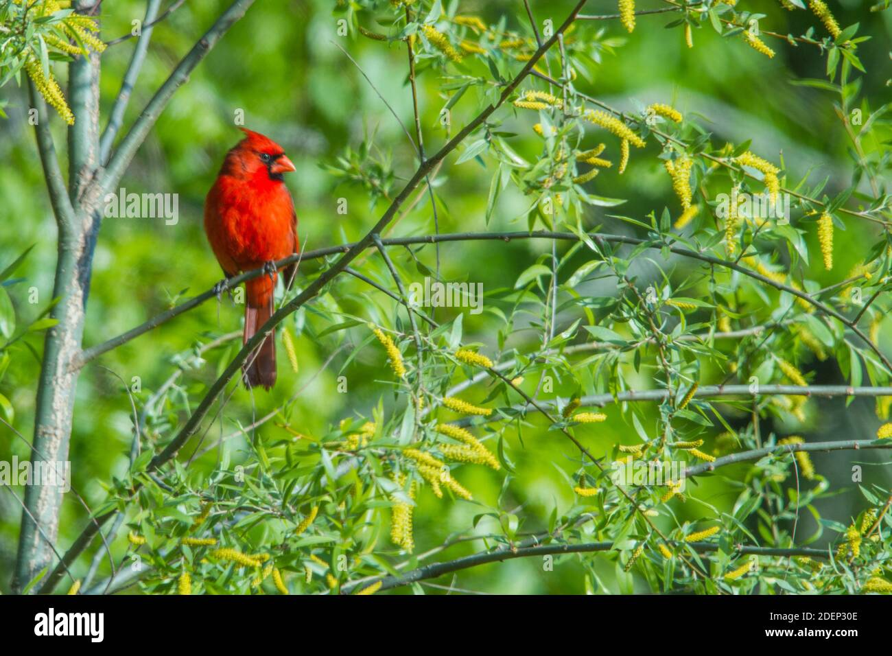 Red bird cardinal hi-res stock photography and images - Alamy