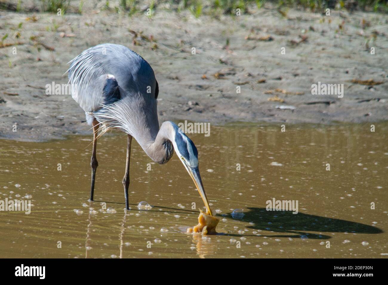 Great Blue heron catching a fish Stock Photo - Alamy
