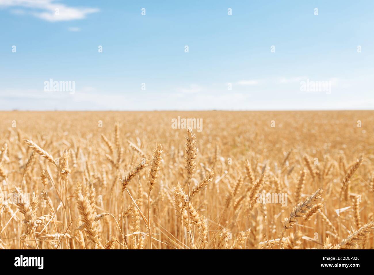 Wheat field, landscape view, many hectares of land with wheat Stock ...
