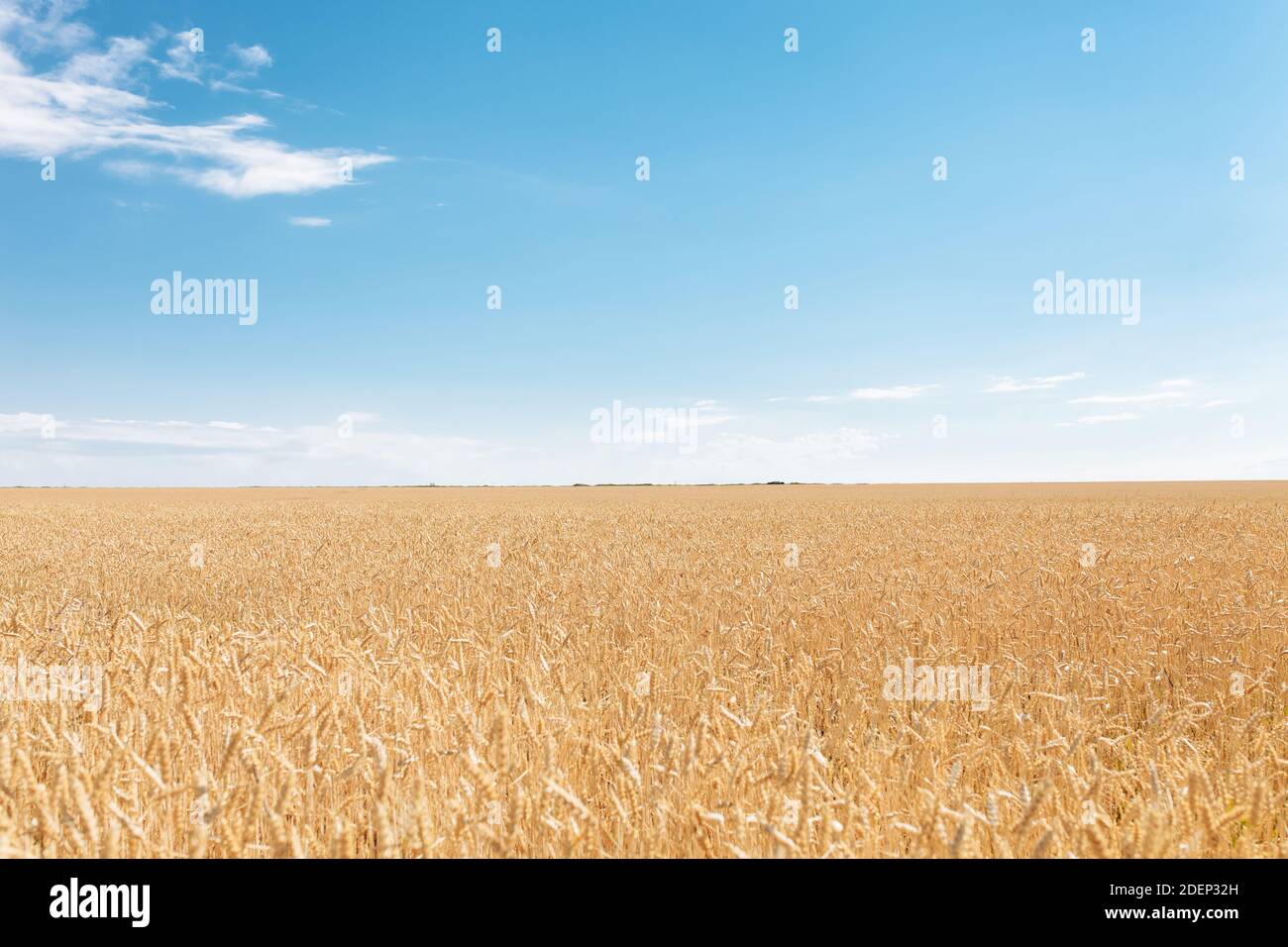 Wheat field, landscape view, many hectares of land with wheat Stock ...