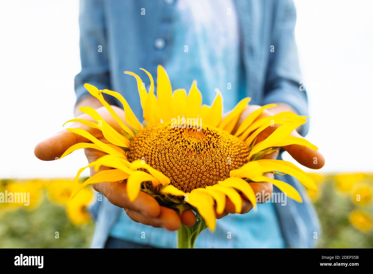 Man holding big sunflower hi-res stock photography and images - Alamy