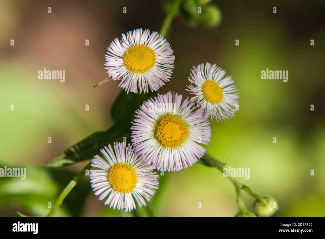 Daisy fleabane hi-res stock photography and images - Alamy