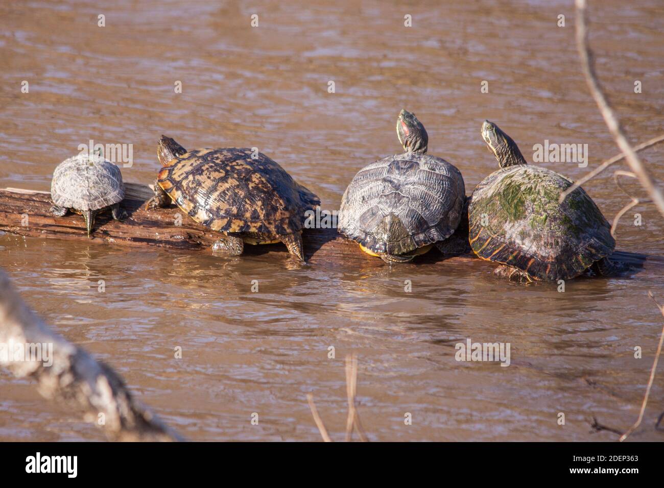 Red-eared sliders basking on a sunken log Stock Photo - Alamy