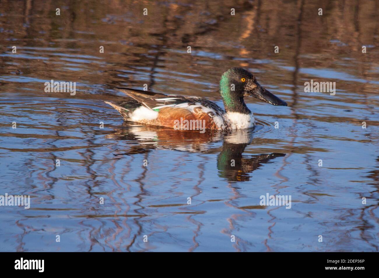 Northern Shoveler drake at Mingo National Wildlife Refuge Stock Photo ...