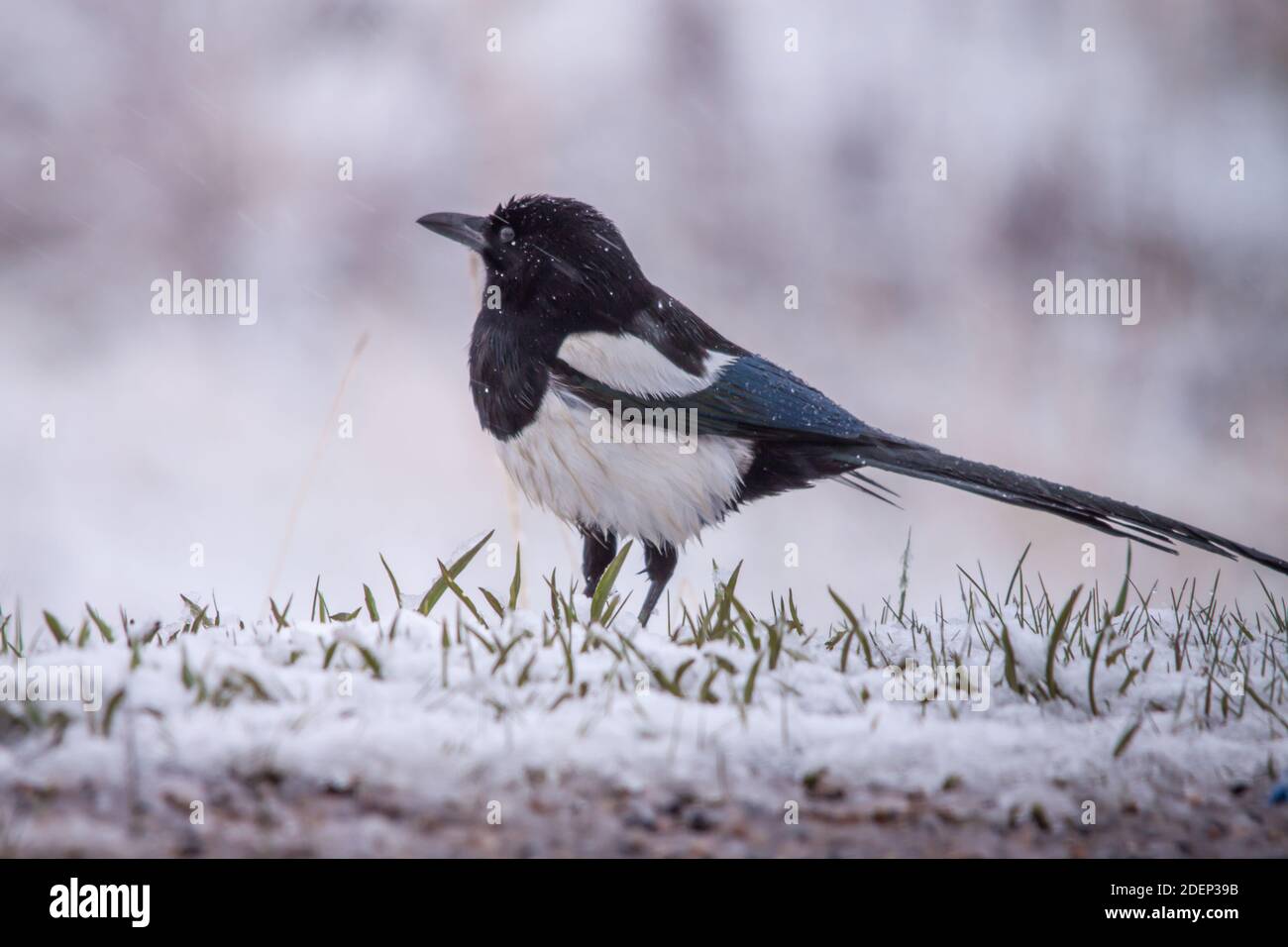 Black-billed Magpie in Rocky Mountain National Park Stock Photo - Alamy