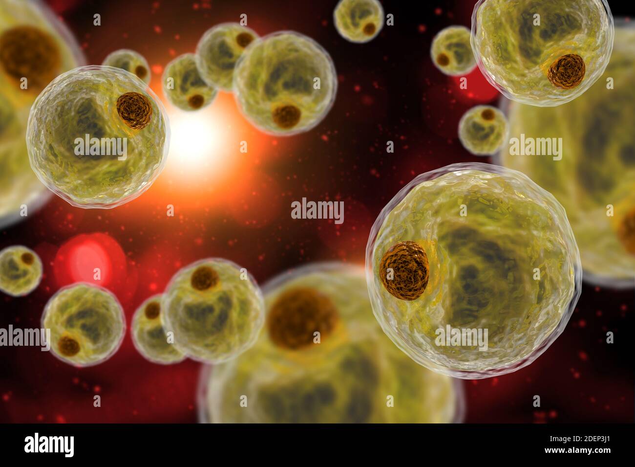 Healthy white human fat cells also known as adipocytes 3d illustration ...