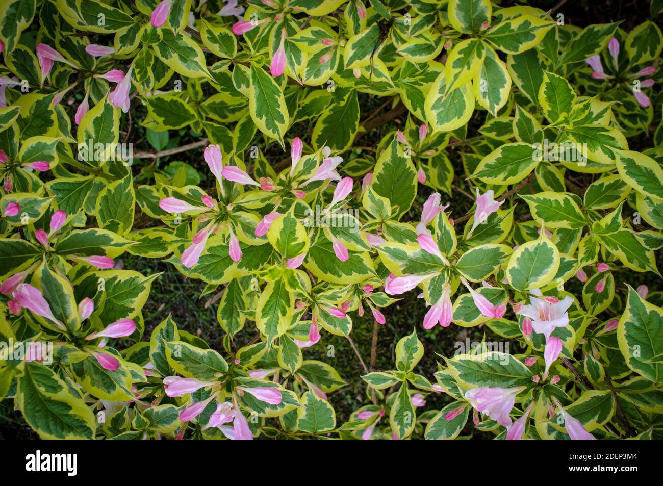 Early spring Old Fashioned Weigela florida variegata flowers Stock ...