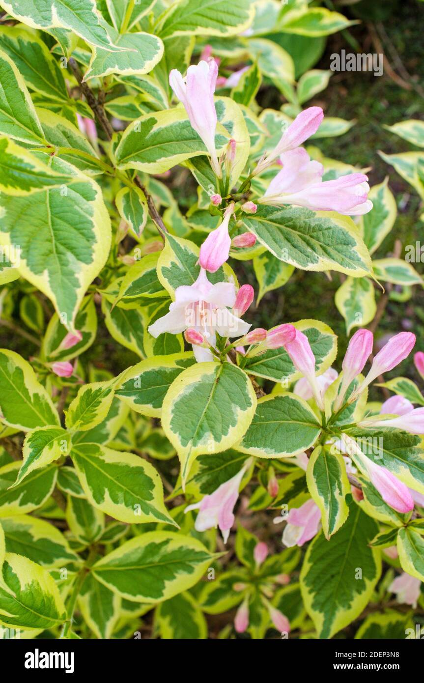 Early spring Old Fashioned Weigela florida variegata flowers Stock ...
