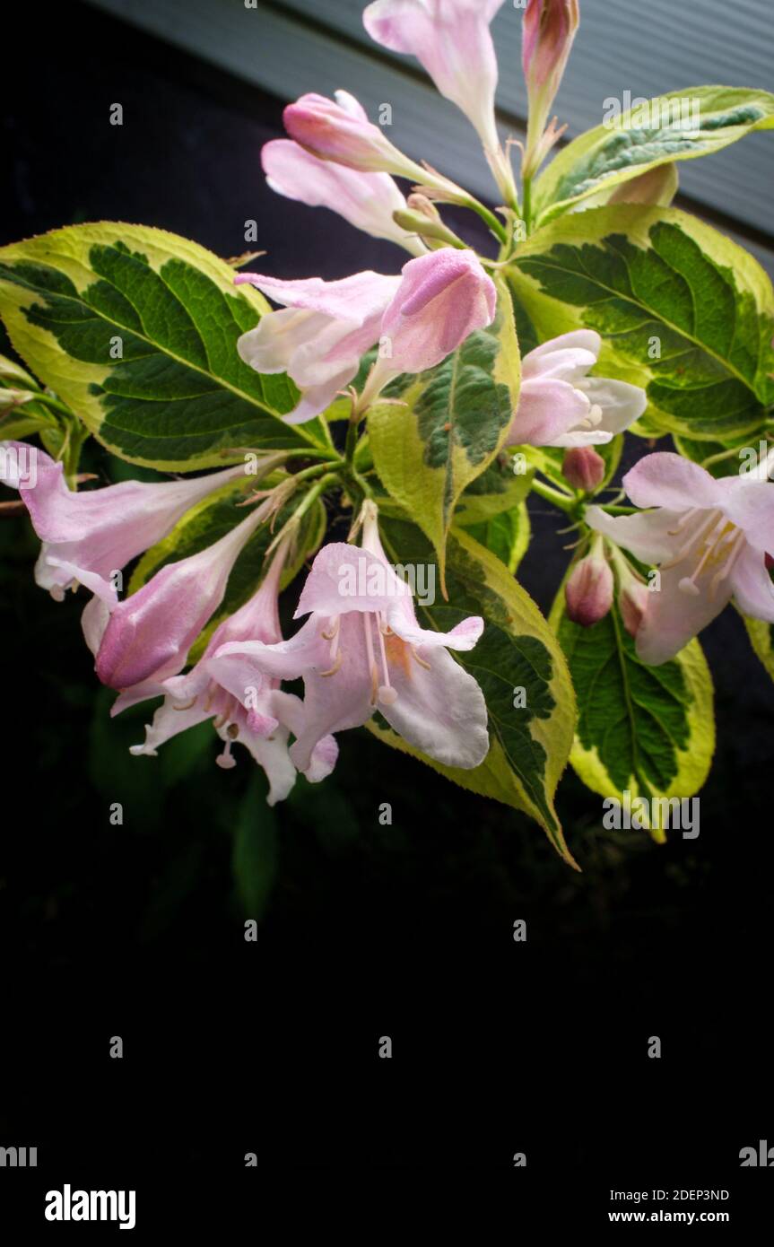 Early spring Old Fashioned Weigela florida variegata flowers Stock ...