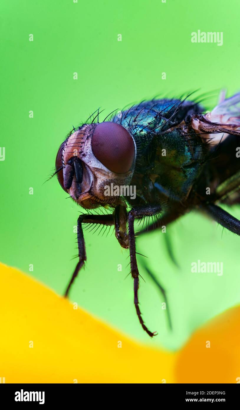Extreme close up macro common green bottle fly insect background Stock ...