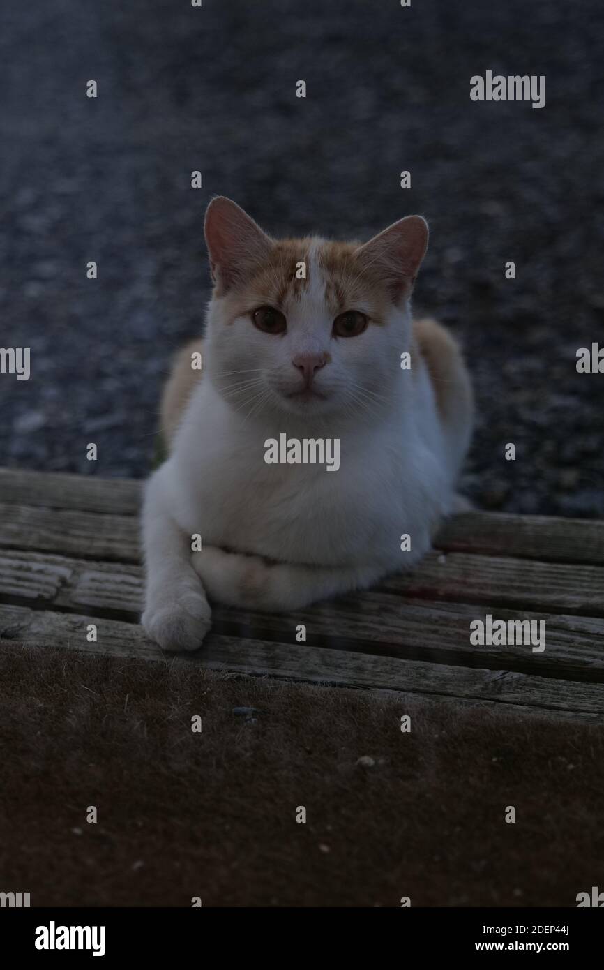 Withe cat hi-res stock photography and images - Alamy