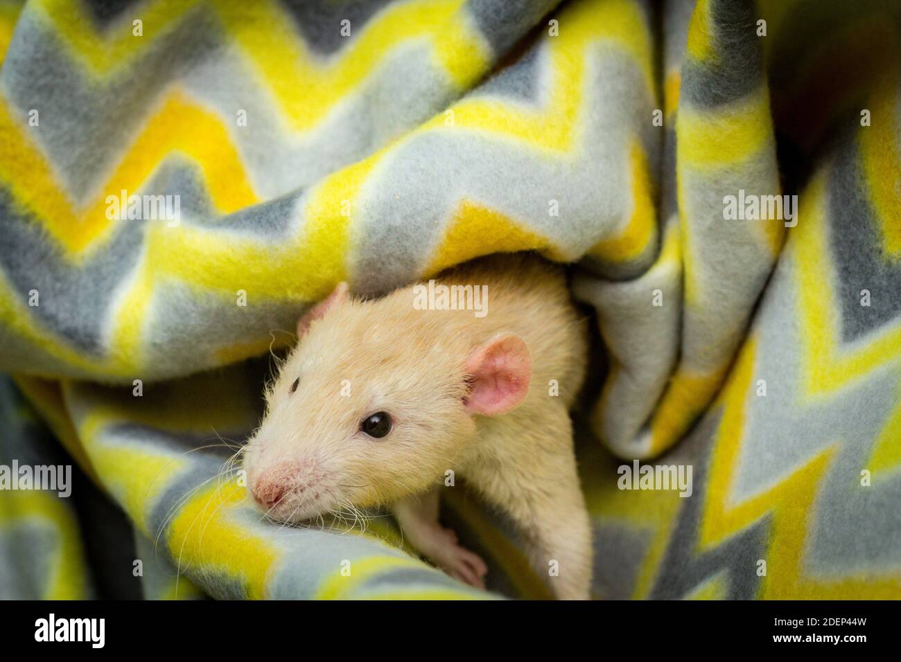 Fancy fawn colored dumbo eared pet rat exploring a blanket Stock Photo ...