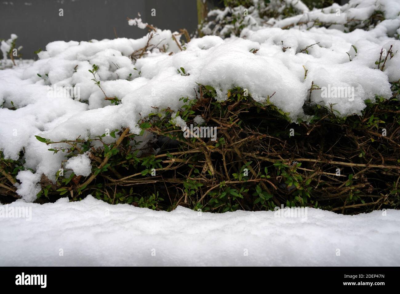 Boxwood, in Latin Buxus Sempervirens low shrub in winter close up. The ...