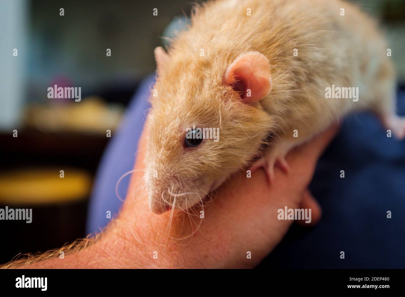 Fancy fawn colored dumbo eared pet rat exploring the sofa Stock Photo ...