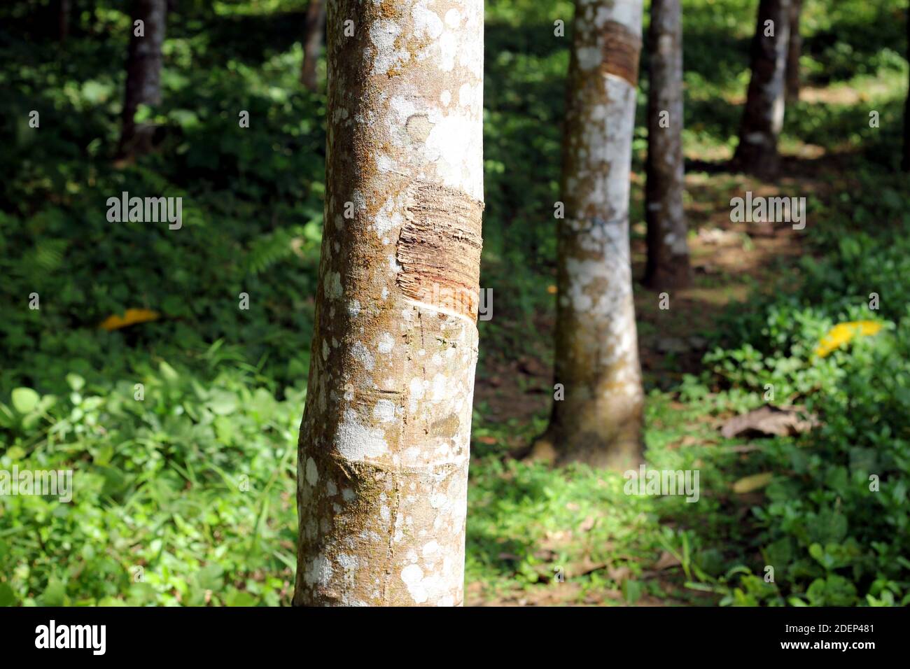 Rubber plantation in sri lanka hi-res stock photography and images - Alamy