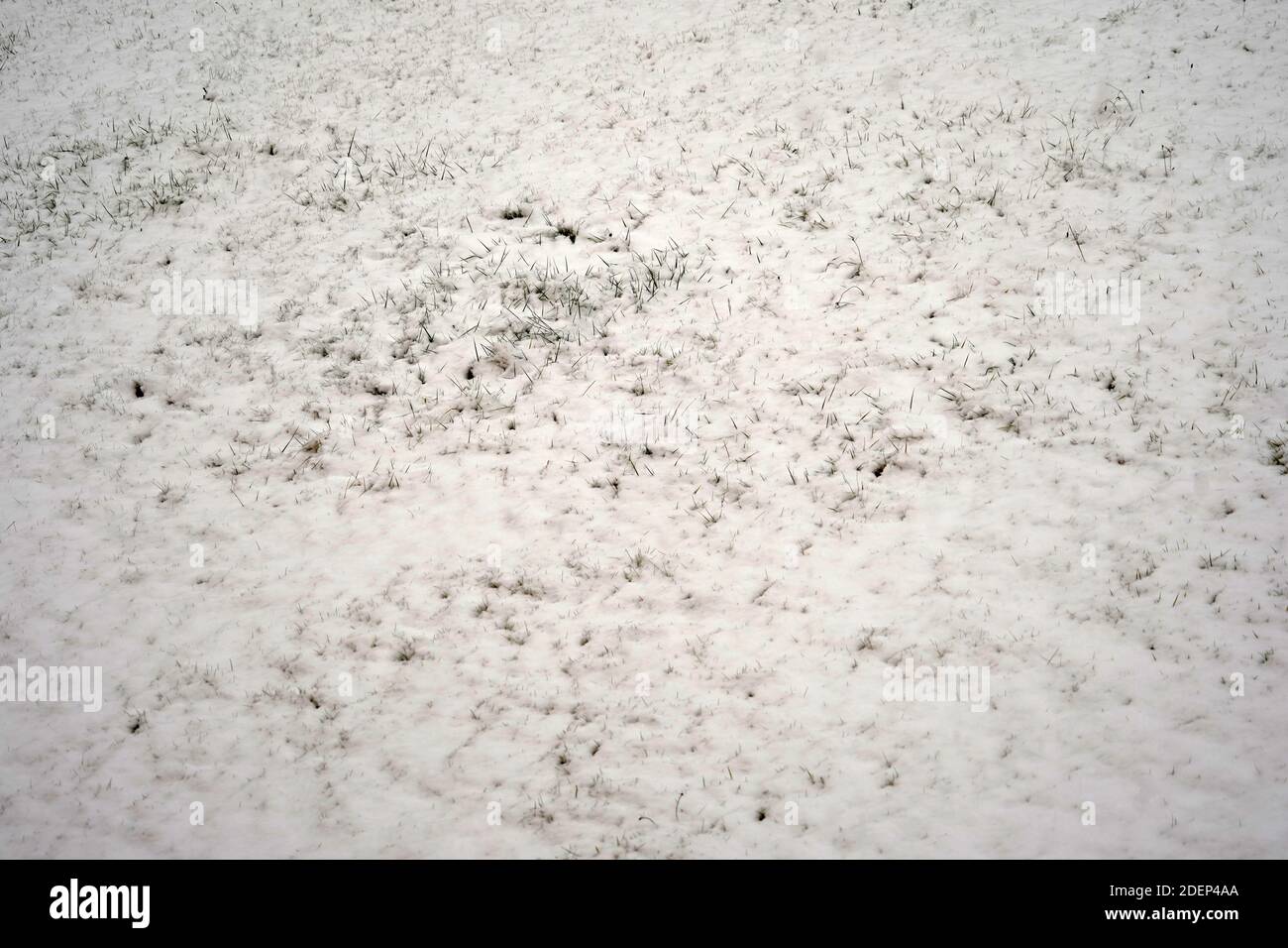 Meadow under thin layer of snow in large cutout. Most of the grass is ...