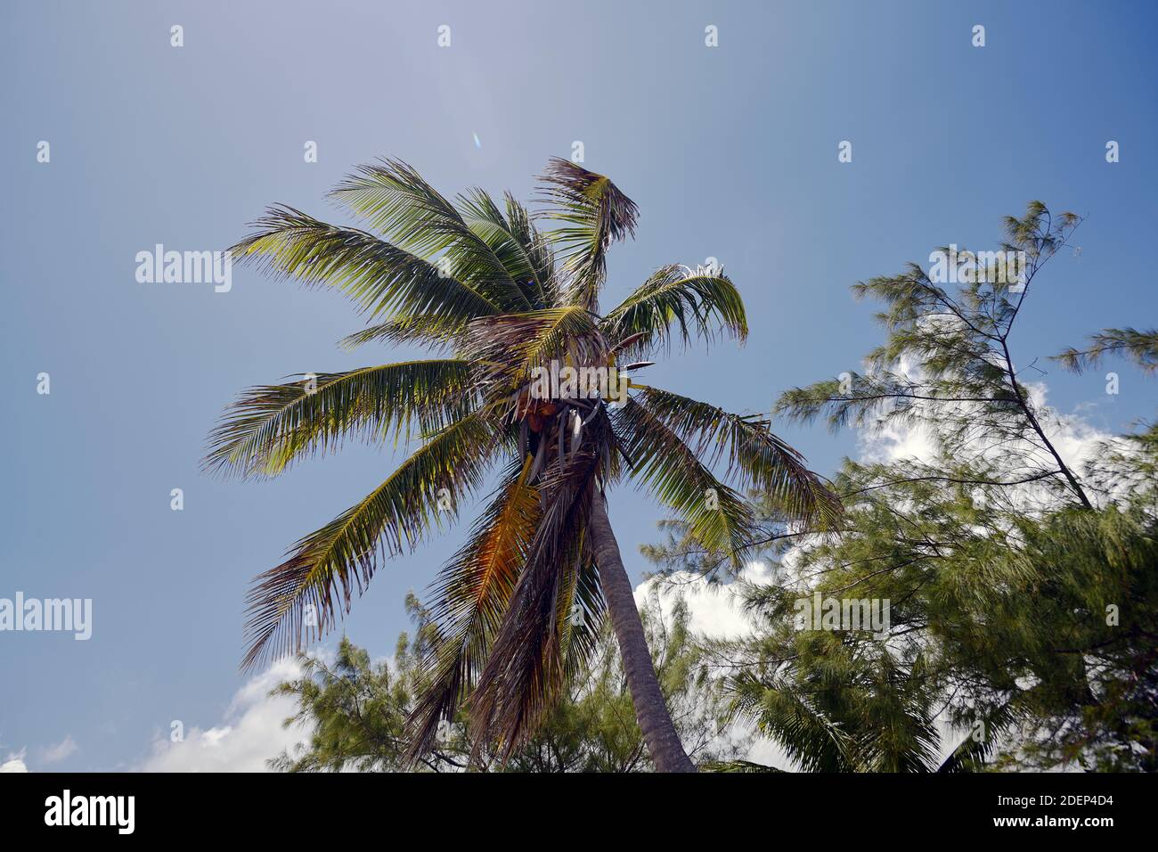 Caribbean palm tree hi-res stock photography and images - Alamy