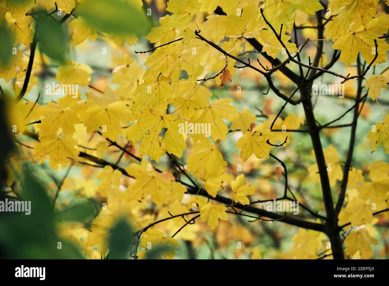 Colorful foliage, yellow leaves, bright and vibrant colours of the ...