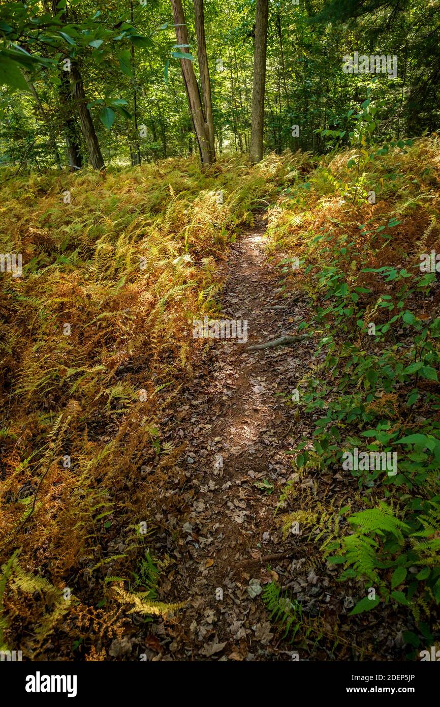 Sunny fall nature hiking trail deep in the forest Stock Photo - Alamy