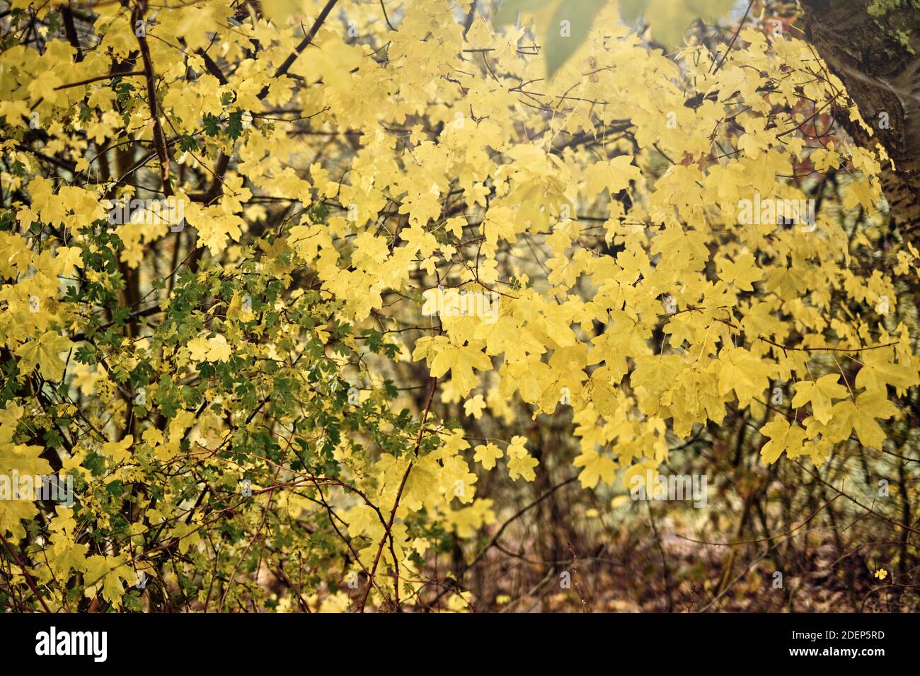 Colorful foliage, yellow leaves, bright and vibrant colours of the ...