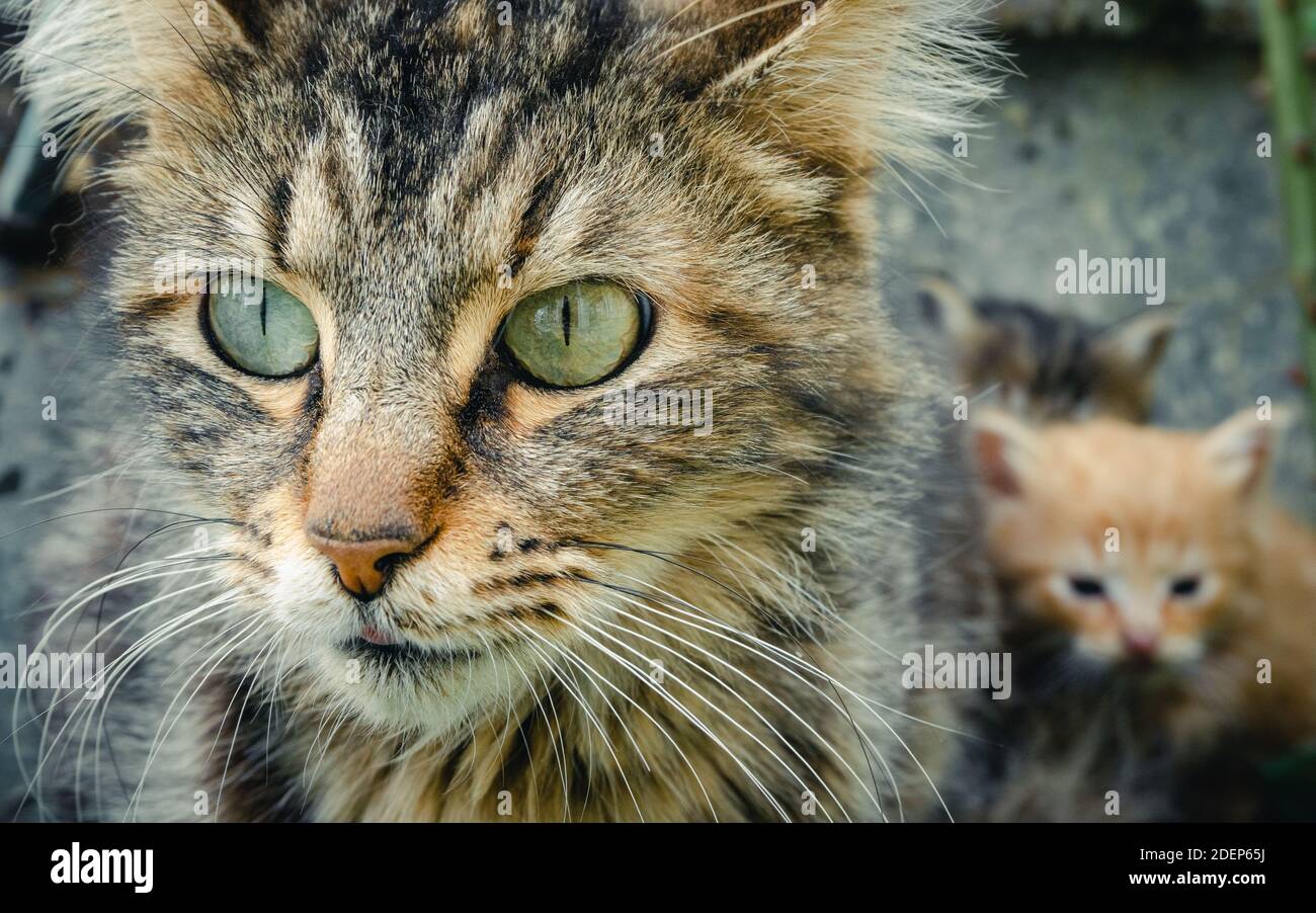 Mother tabby cat with newborn kittens in the background. Close up view ...