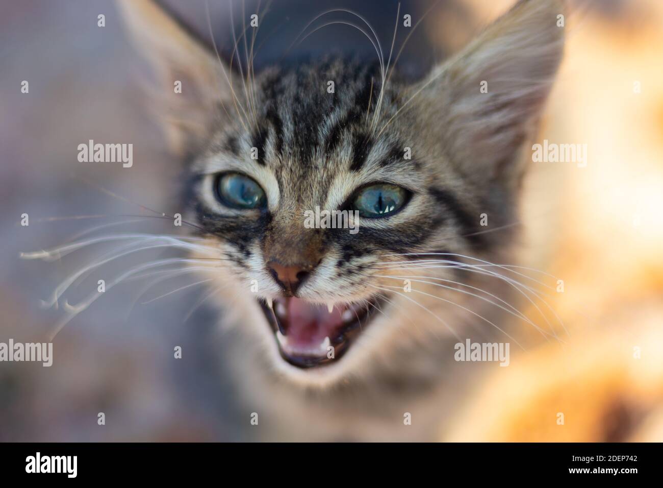 Smiling kitten hi-res stock photography and images - Alamy