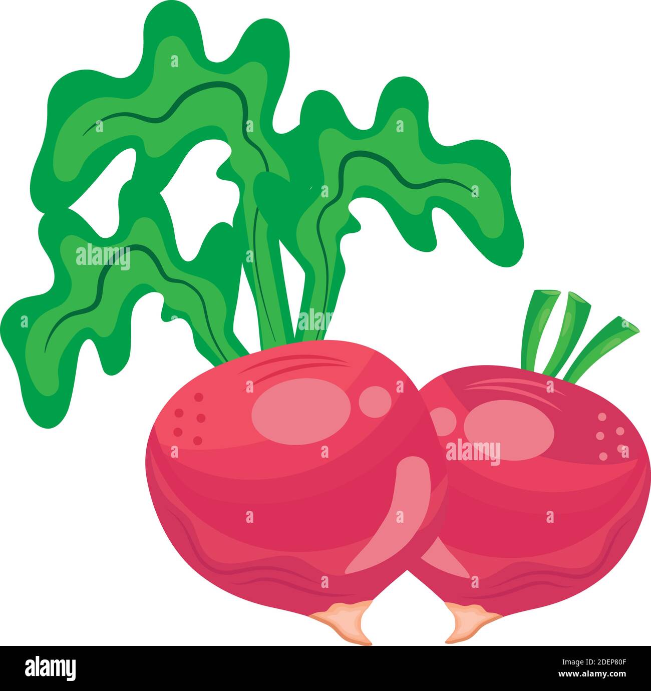 Fresh red organic beets Stock Vector Images - Alamy