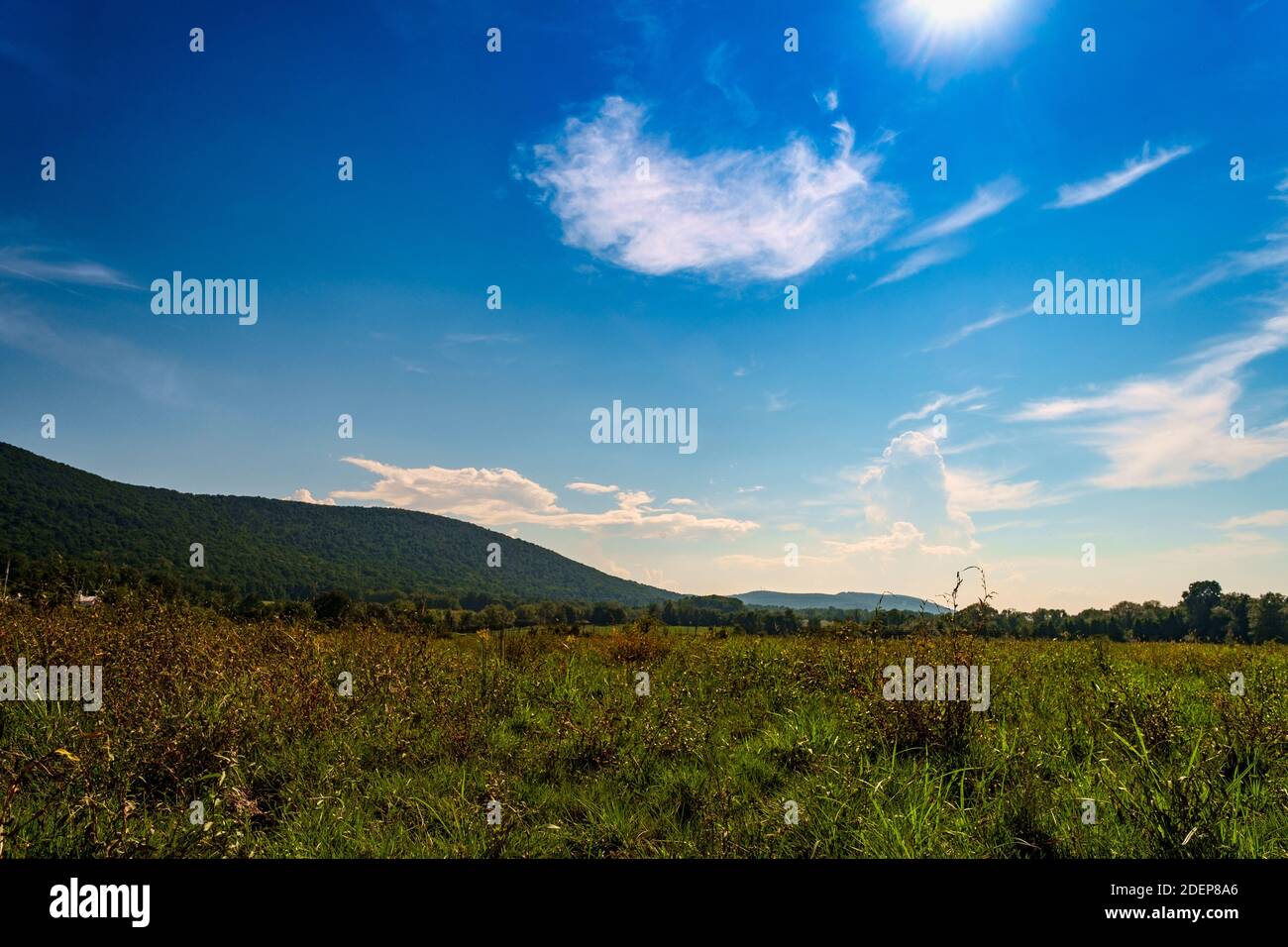 Trees at the horizon of a summer field with mountains in the distance ...