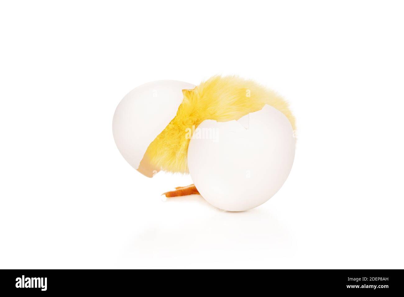 Feather from small bird Cut Out Stock Images & Pictures - Alamy