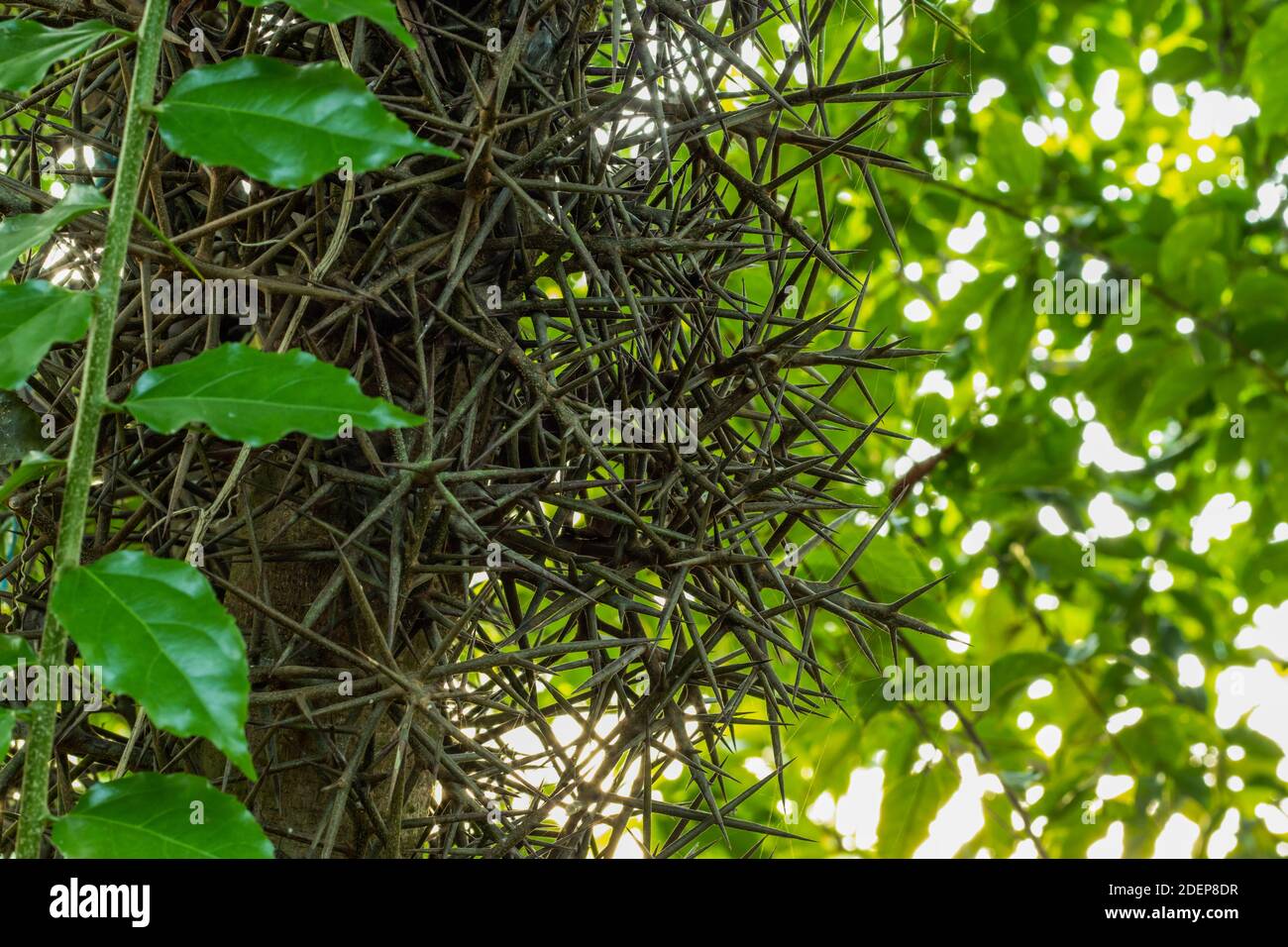 A special kind of dangerous tree that is sharp and thorny in all trees ...