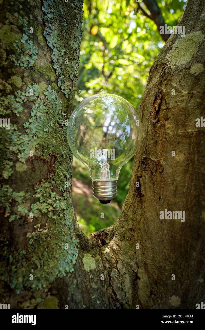 Antique Edison globe style light bulb resting in a tree Stock Photo - Alamy