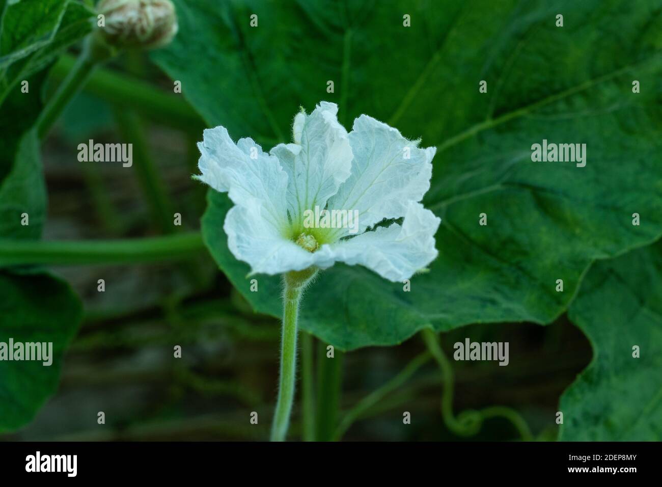 Bottle gourd or Lau is one of the most popular vegetables of Bangladesh ...