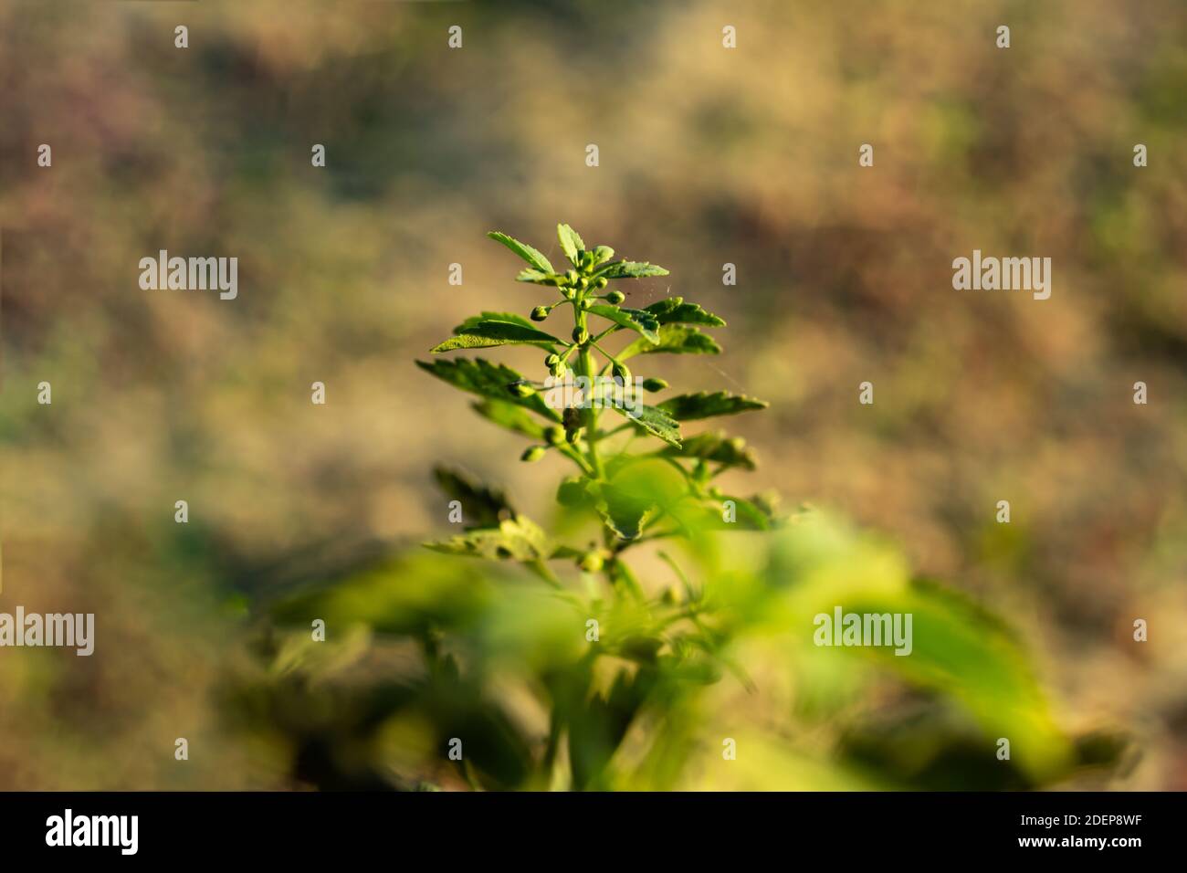 Grass fruit tree or flower plants that are very small Stock Photo - Alamy
