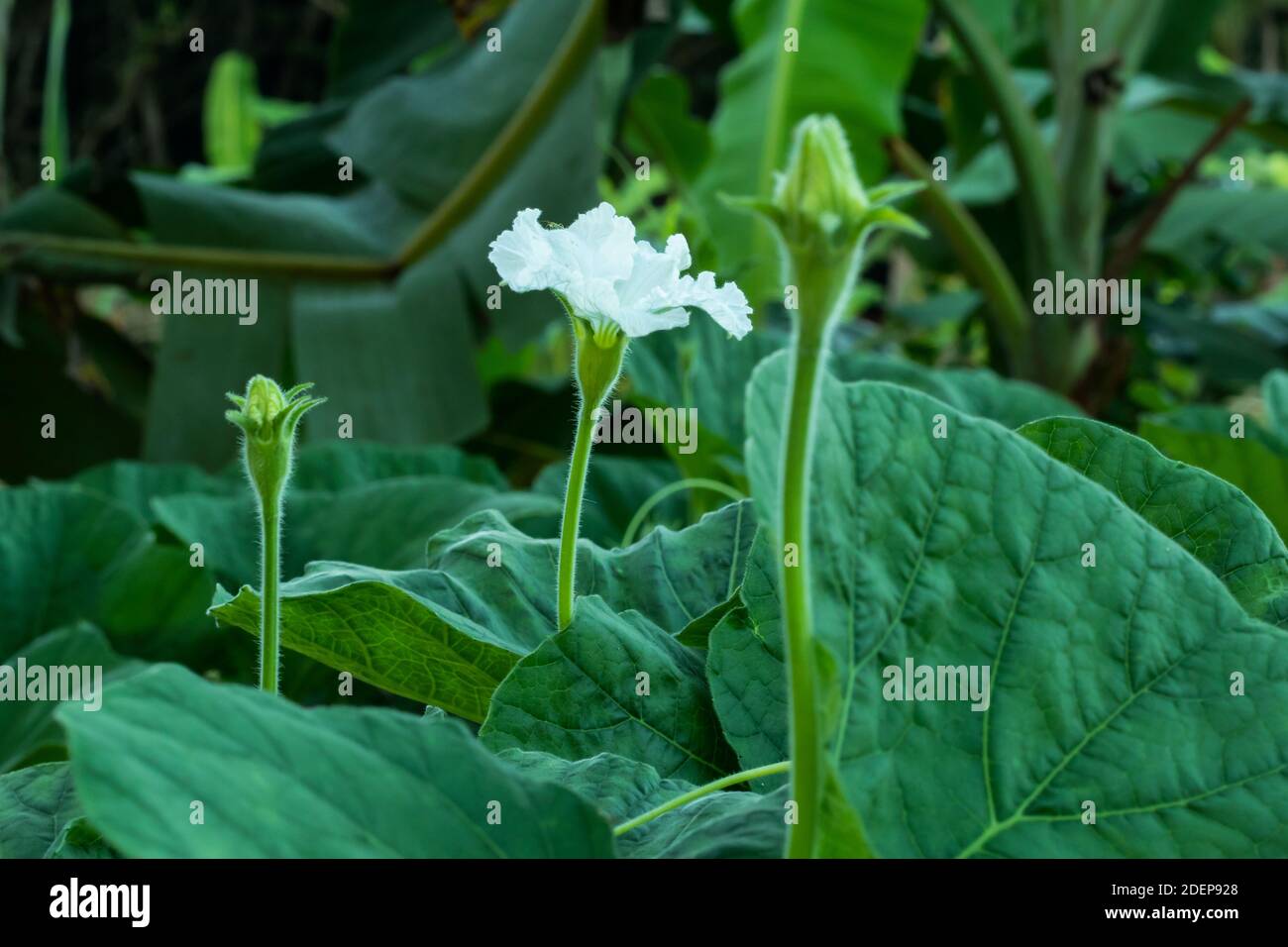 Lau or Bottle gourd is one of the most popular vegetables of Bangladesh ...