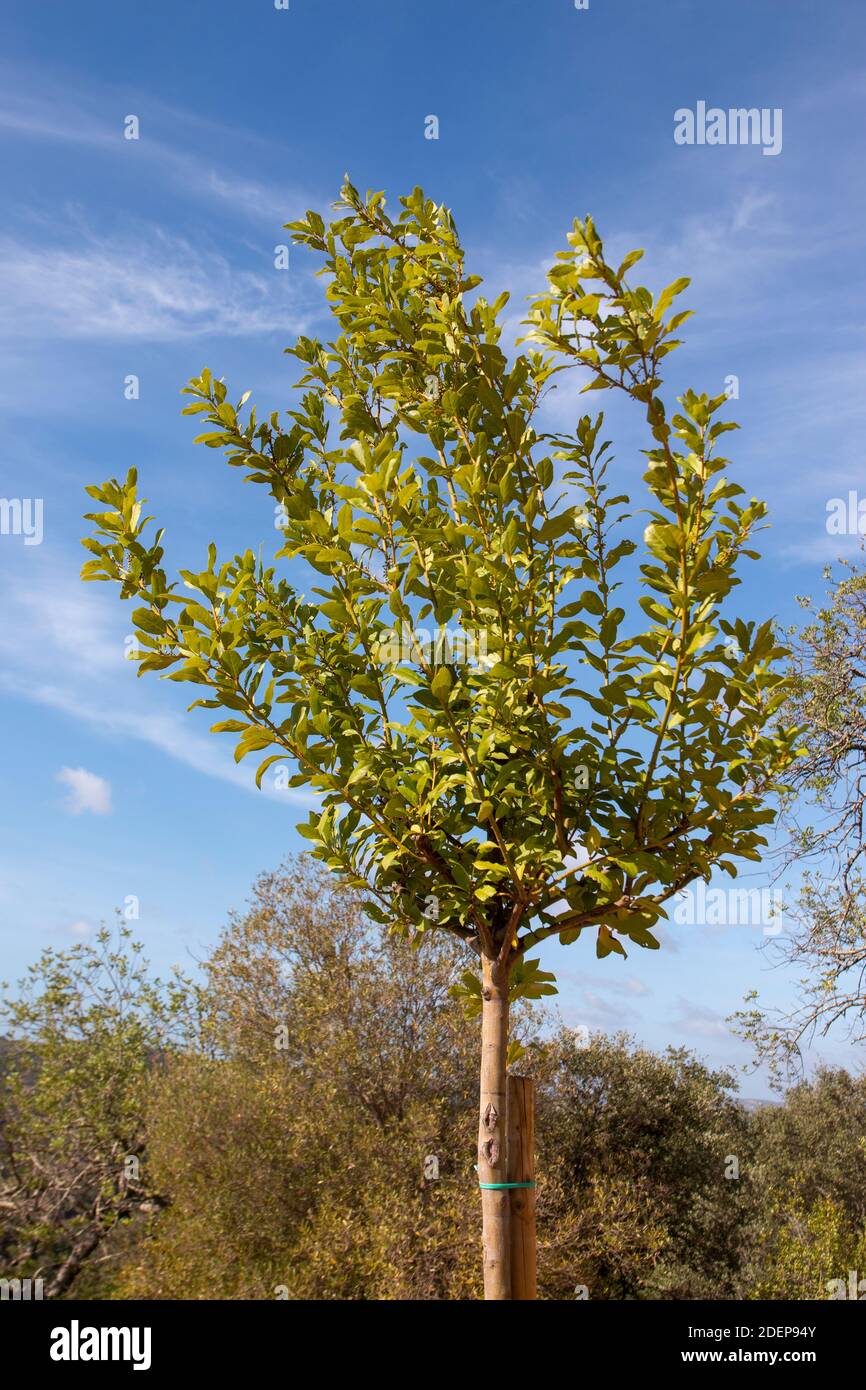 Bay laurel tree (Laurus nobilis) cultivated in the Algarve region ...