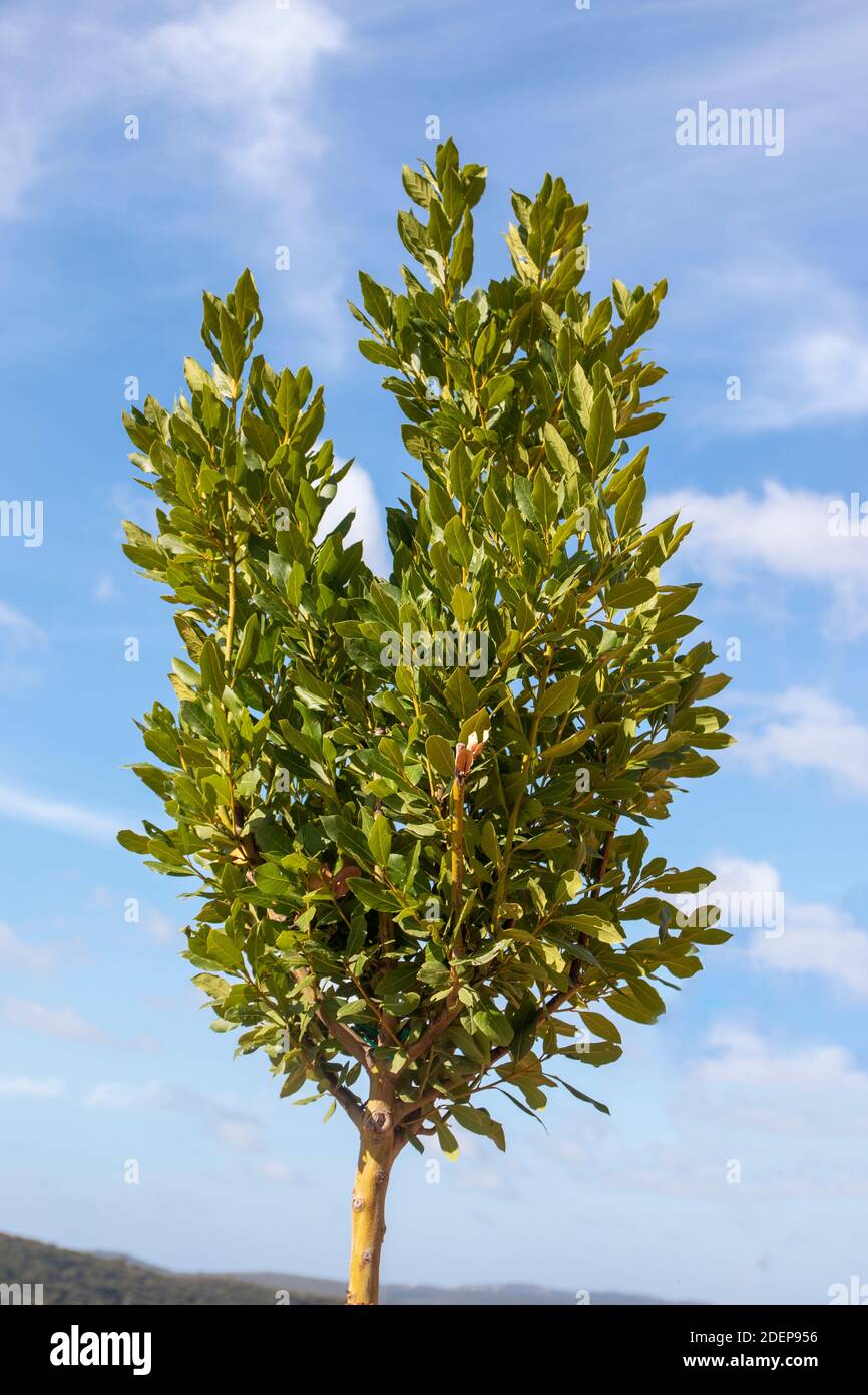 Bay laurel tree (Laurus nobilis) cultivated in the Algarve region ...