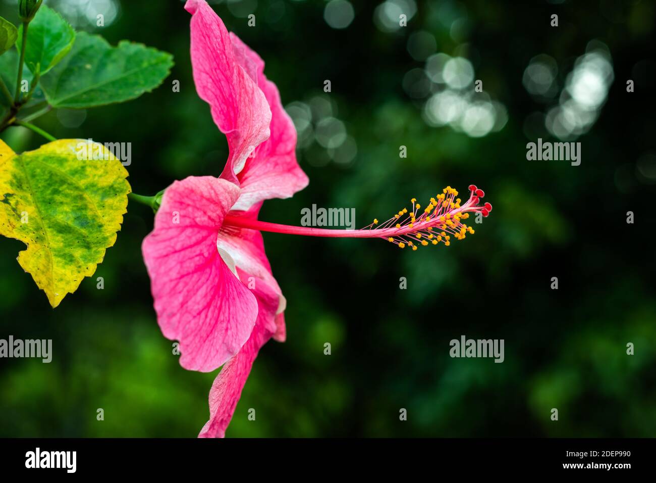 Multi-color Hibiscus rosa-Sinensis flower and petals closeup Stock ...
