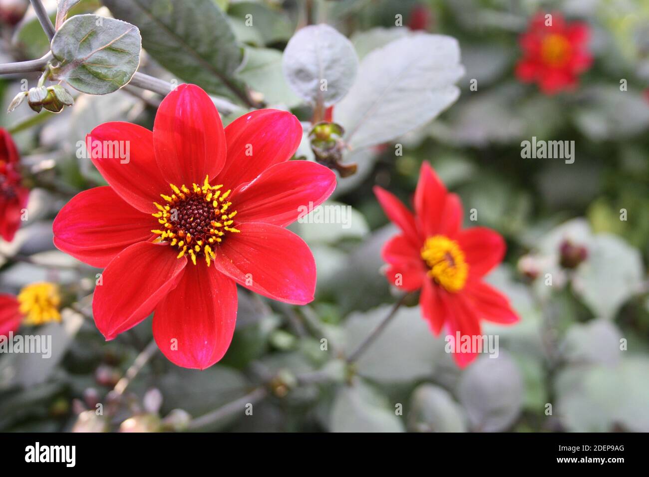 Garden flowergarden flower hi-res stock photography and images - Alamy