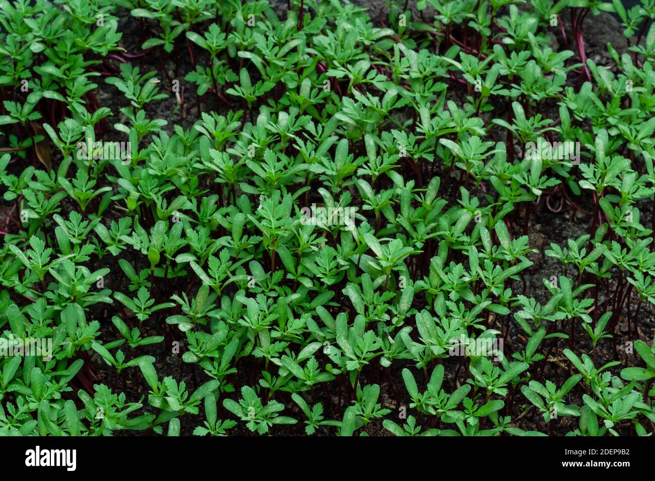 Genda hi-res stock photography and images - Alamy