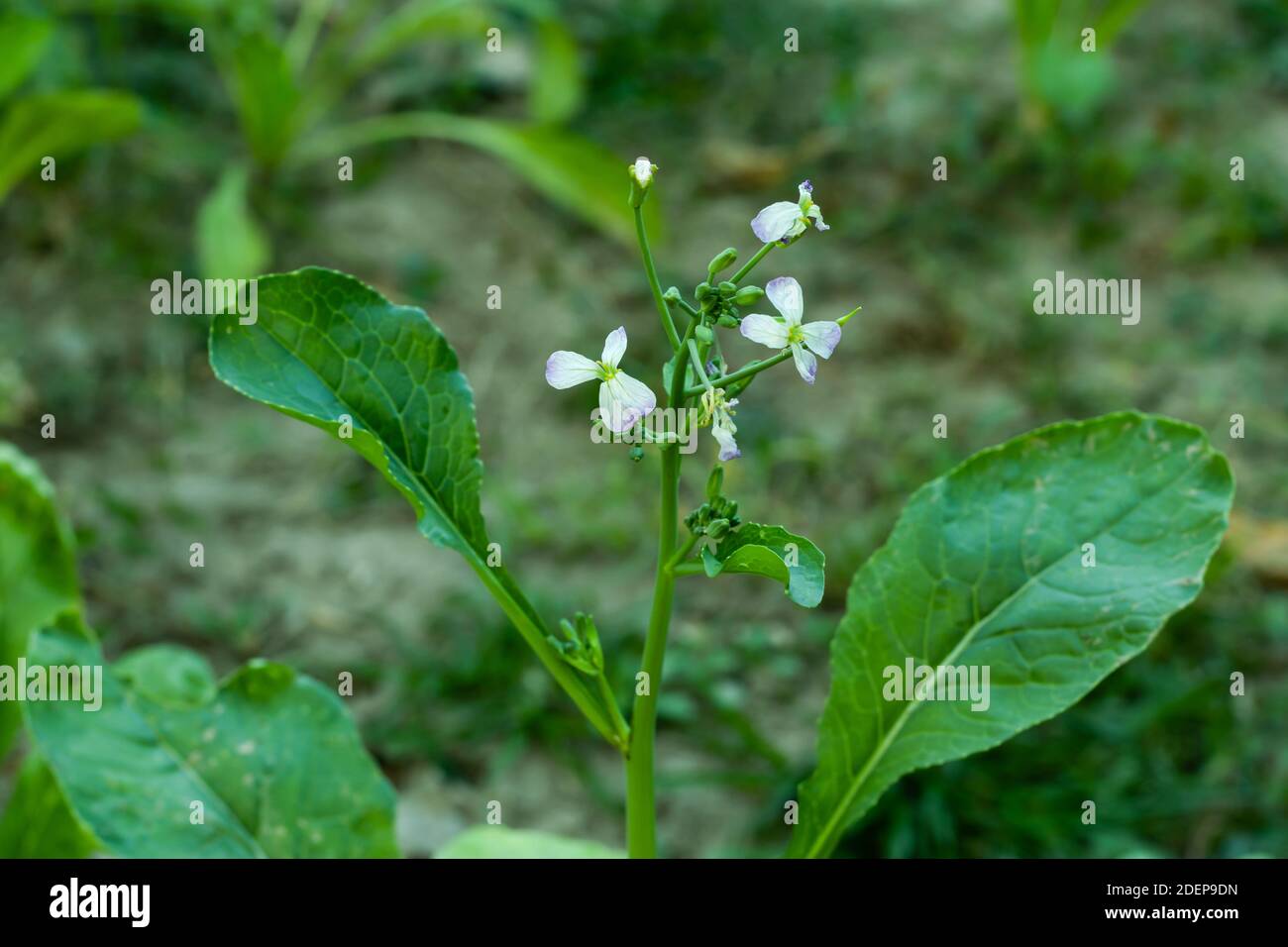 Radish white and purple flower plants and a delicious pure vegetables ...