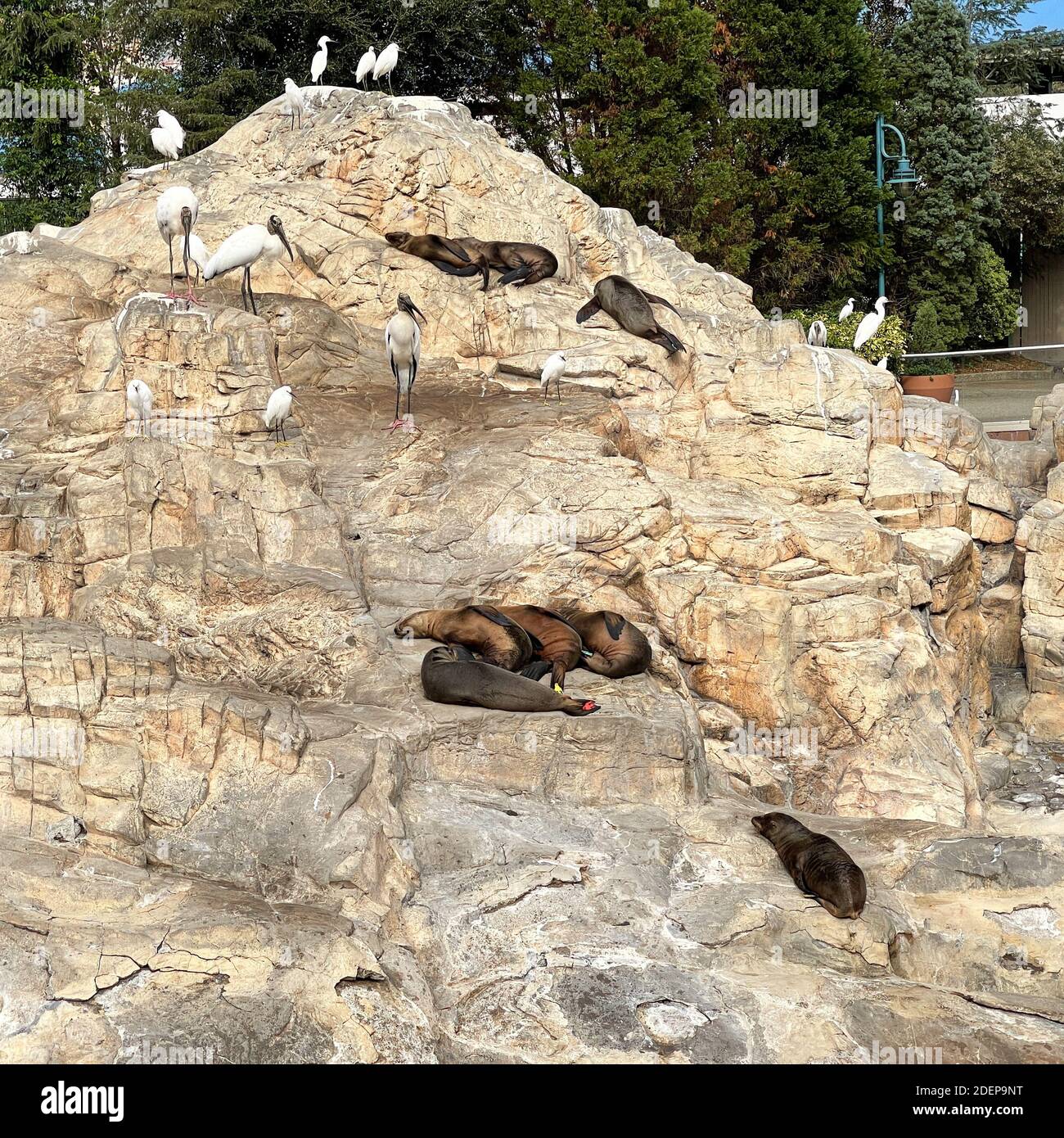 Sea lions laying on rocks and napping during the day at a zoo Stock ...