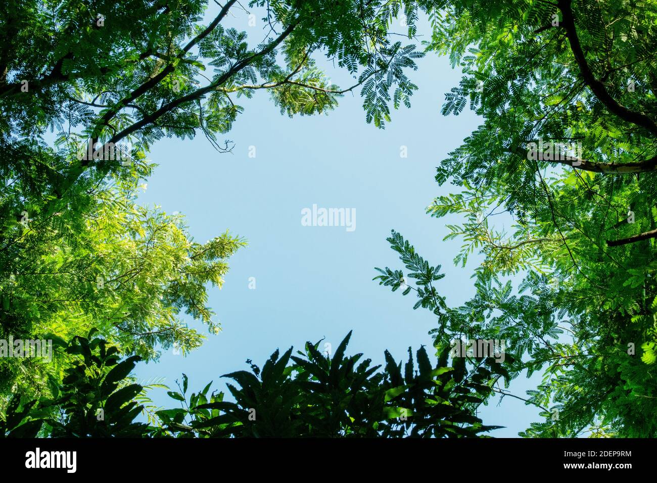 The blue sky between the stalks and leaves of many different trees ...