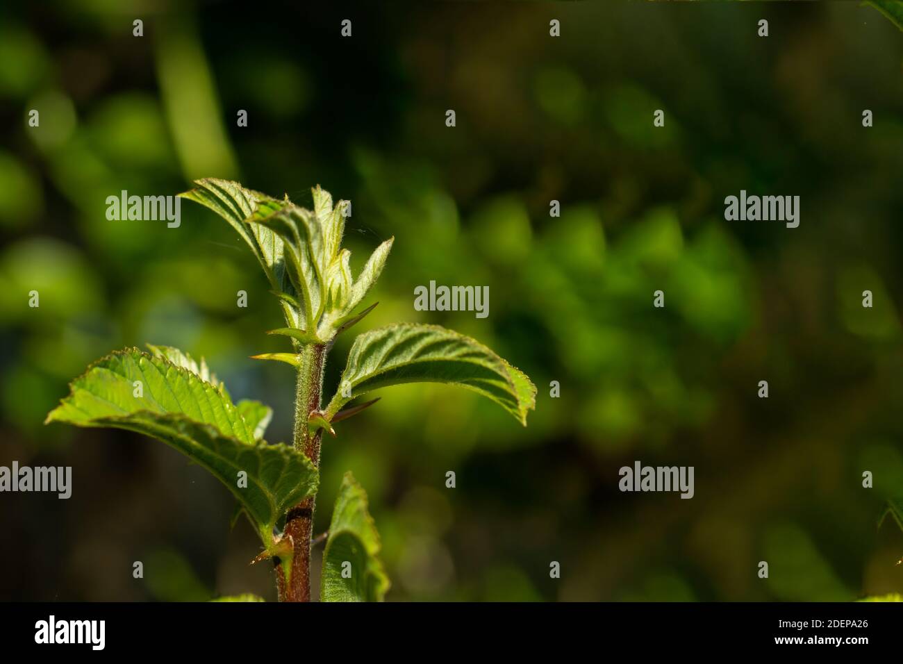 The green and young tip of a large boroi burgeon or kul tree Stock ...
