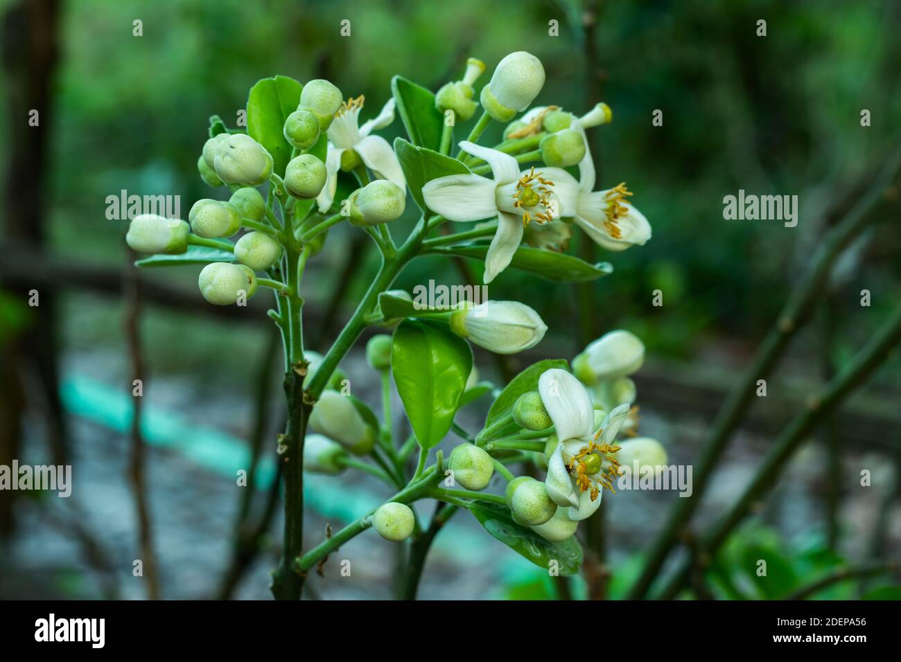 Whip Grafting Murraya paniculata trees plants are some in bloom and ...