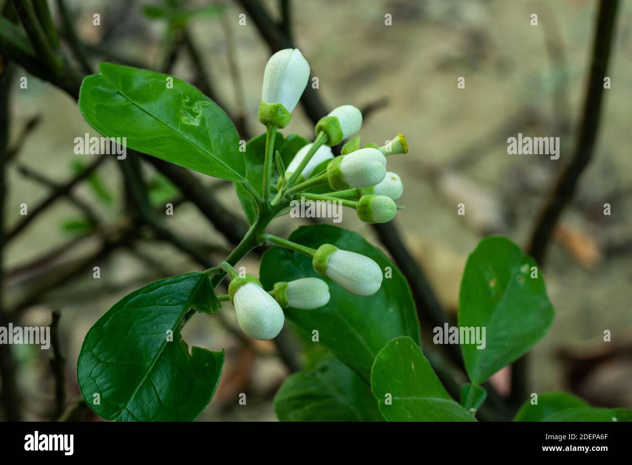 White Small Infinite flowers in the Murraya paniculata trees Stock ...